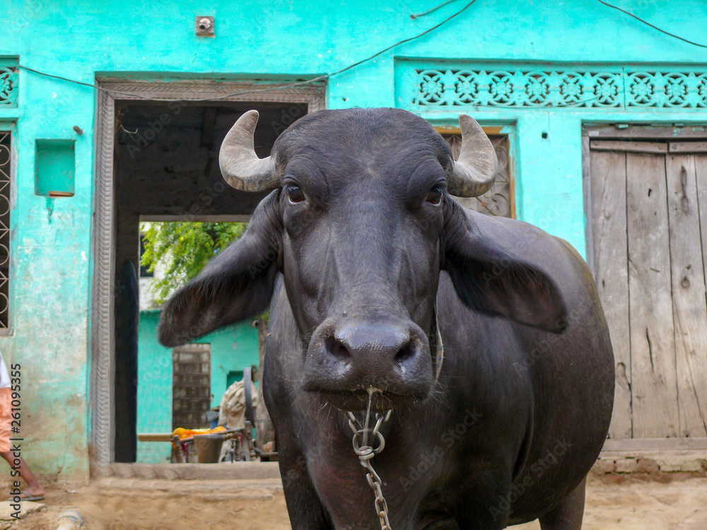 Large black domesticated water buffalo with heavy swept-back horns, in ...