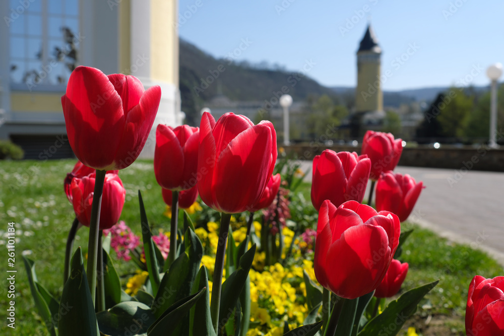 Tulpenblüte im Kurpark von Bad Ems an der Lahn im Frühling - Unesco ...