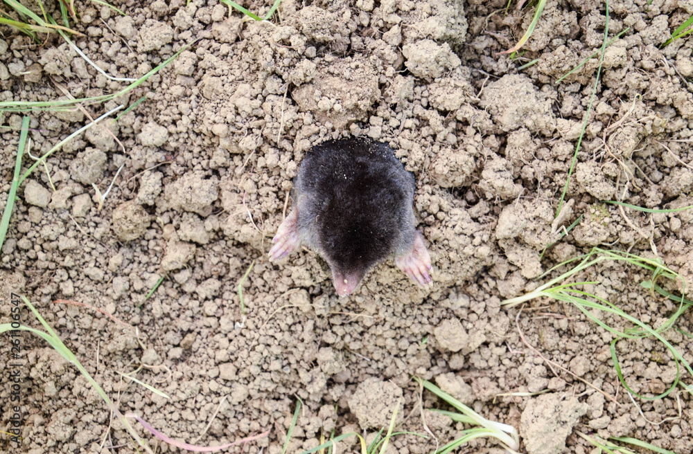 mole climbs out of the hole. Black mole. A mound of earth from a mole ...