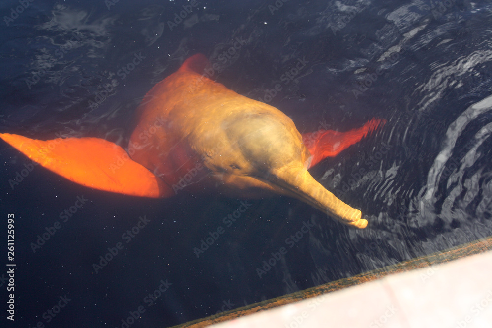 Boto cor de rosa da Amazônia - Brasil Stock Photo | Adobe Stock