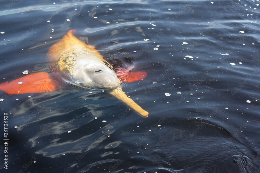 Boto cor de rosa da Amazônia - Brasil Stock Photo | Adobe Stock