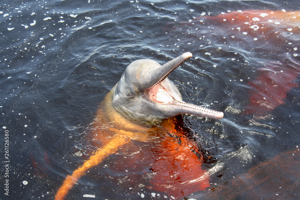 Boto cor de rosa da Amazônia - Brasil Stock Photo | Adobe Stock