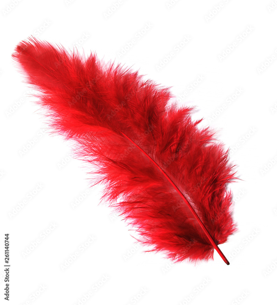 Red feather Stock Photo | Adobe Stock