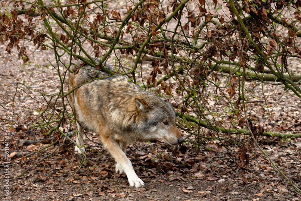 Der Wolf im Wald Stock Photo | Adobe Stock