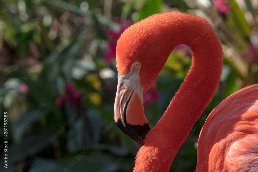 Pink Flamingo Wildlife Portrait Image - Beautiful Tropical Bird with ...