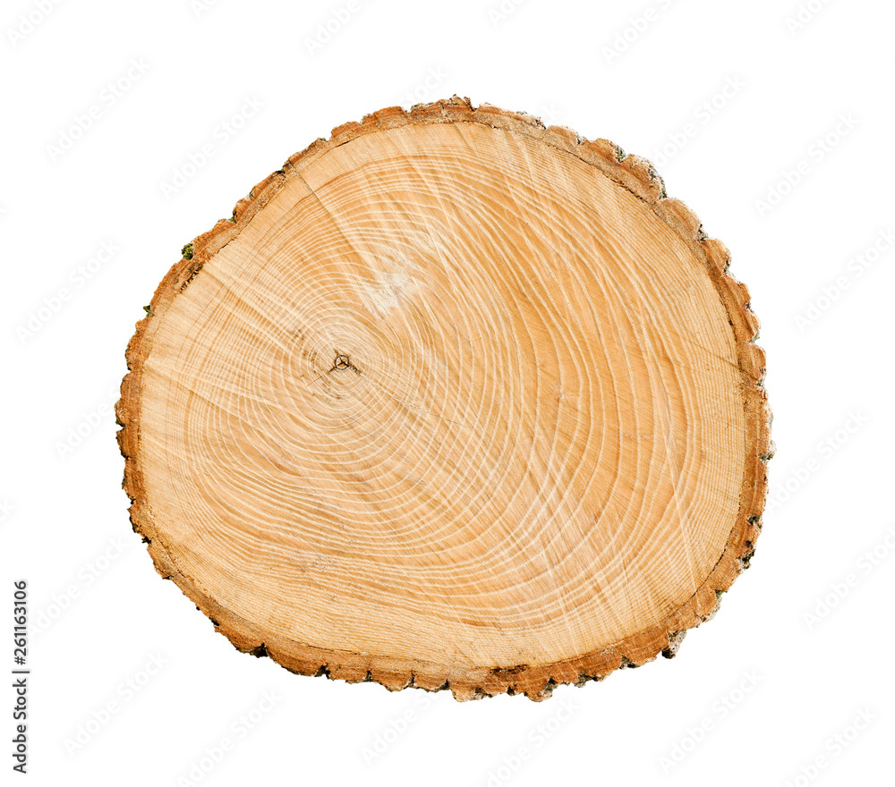 Cut tree wood with rings and texture on a white background. Felled tree ...