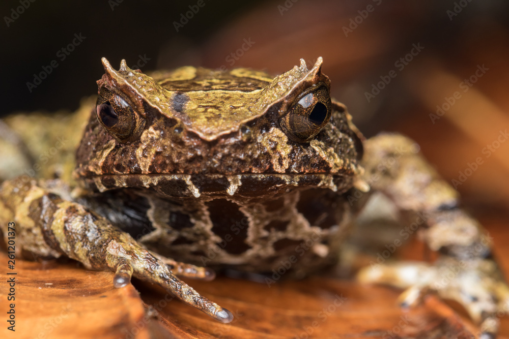 Macro image of a huge horned frog from Borneo - Megophrys kobayashii ...