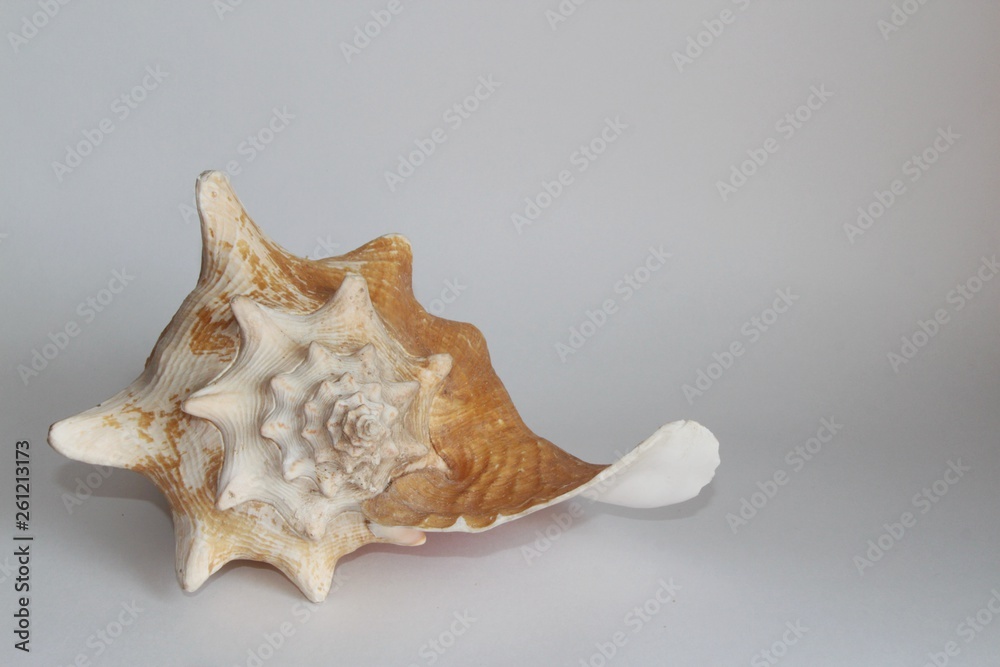 Shell of queen conch, also known as the Lobatus gigas or Strombus gigas ...