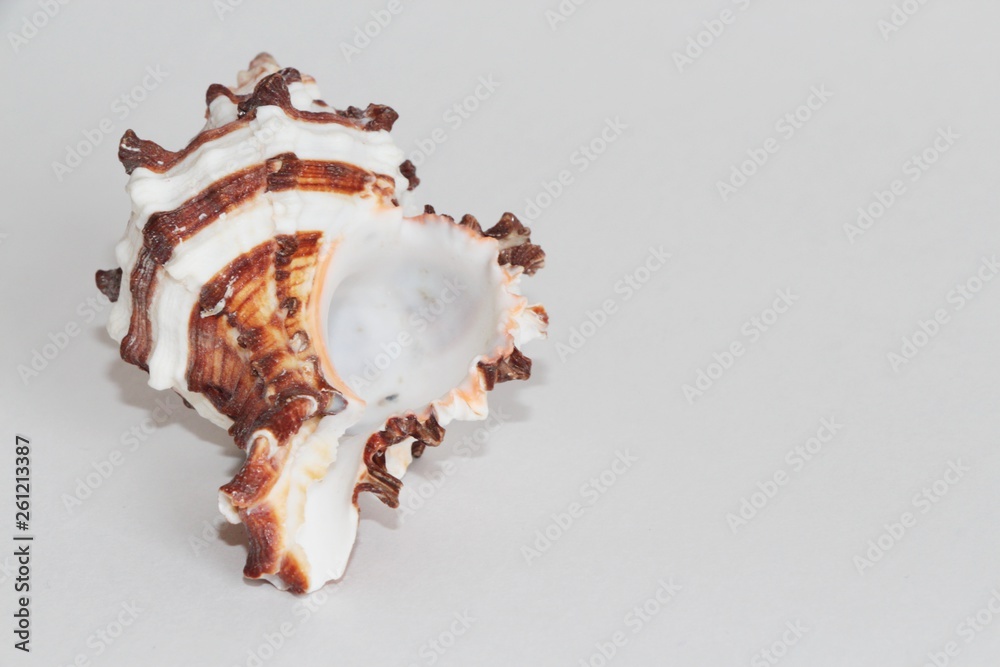 Shell of endive murex, also known as the Hexaplex cichoreum or rock ...