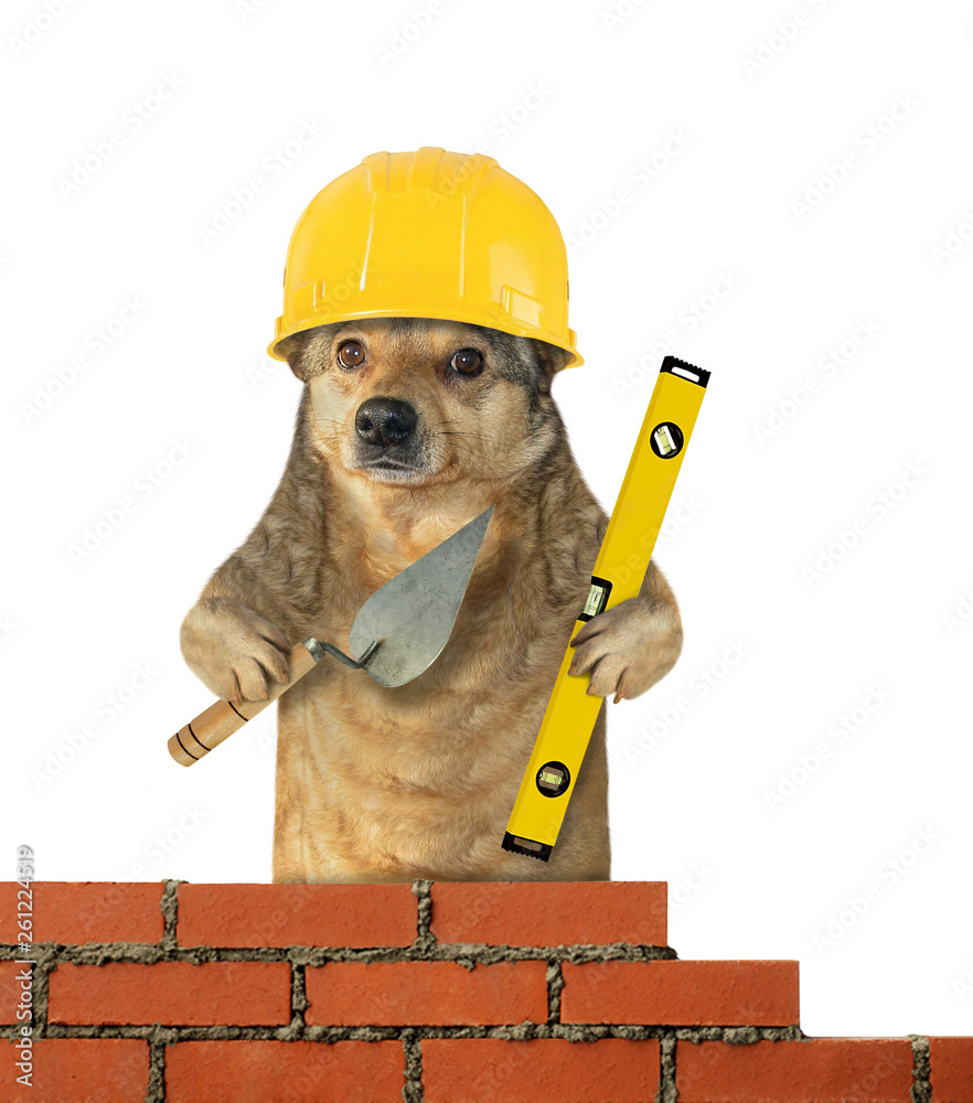 The dog builder in a safety helmet with a trowel and a level builds the ...