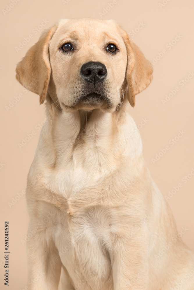 Pretty labrador retriever puppy portrait glancing away on a creme ...