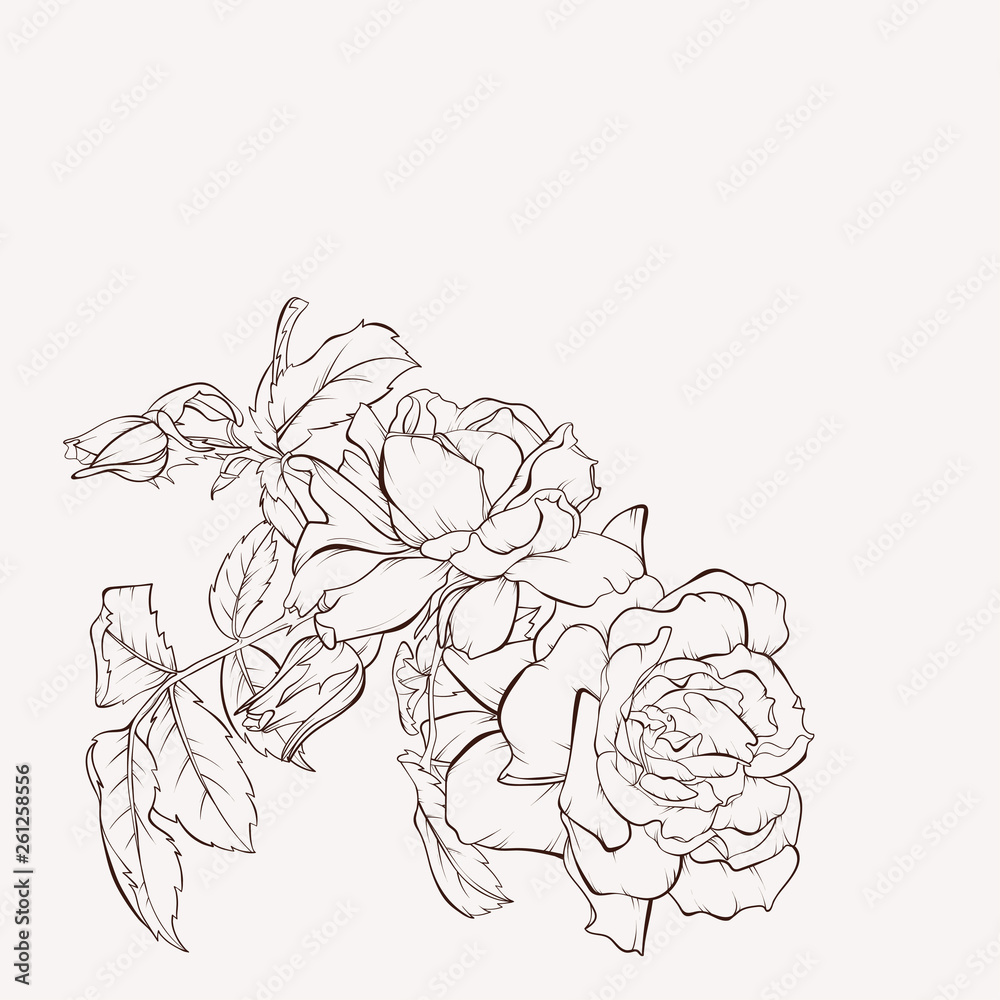 Vector rose flower. Summer flowers bouquet. Element for design. Hand ...