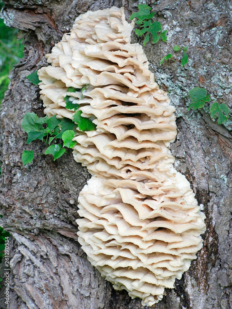 Northern Tooth, Climacodon Septentrionalis, a massive mushroom growing ...