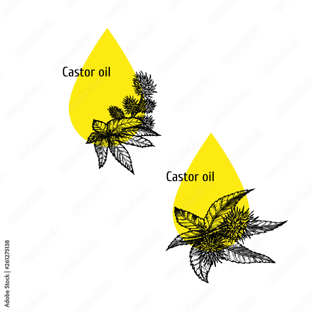 Castor oil icon set. Hand drawn sketch. Extract of plant. Vector ...