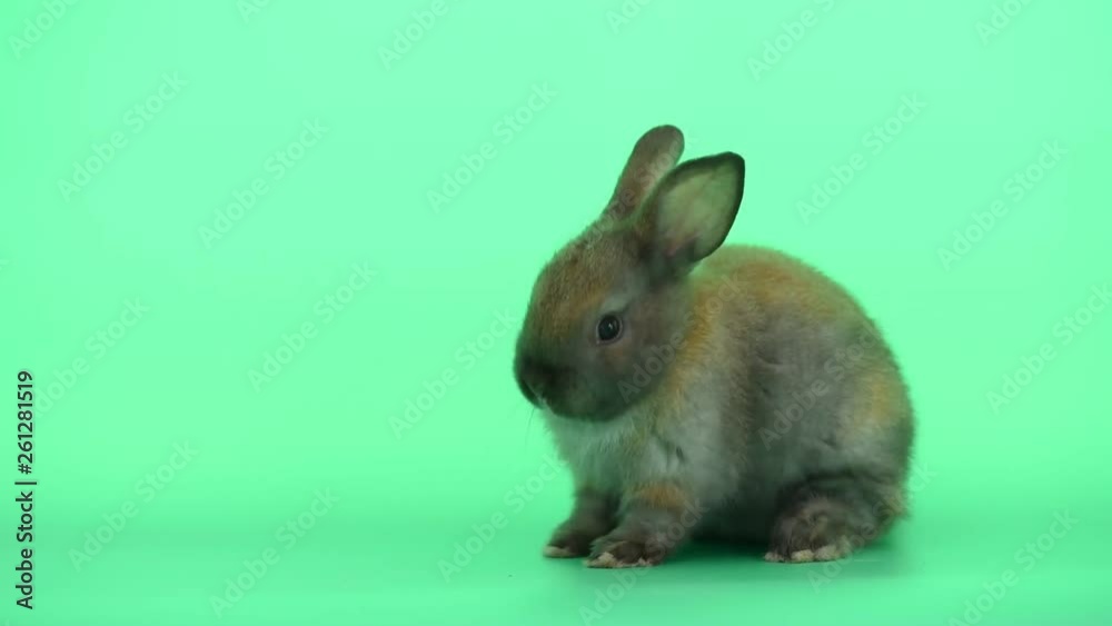 Little cute gray brown bunny rabbit stand up and clean feet on green ...