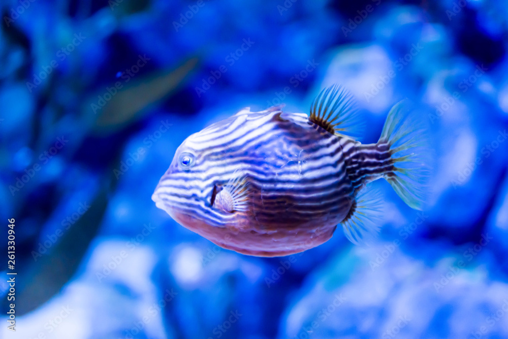 Blurry photo of a porcupine puffer fish freckled porcupinefish in a sea ...