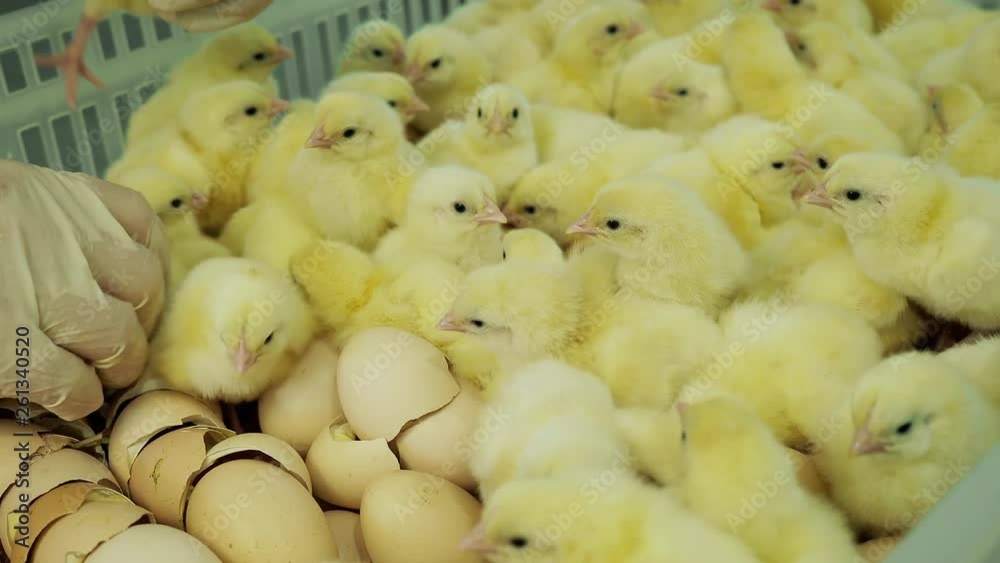 Vidéo Stock Hatching baby chickens at farm incubator and sorting from ...