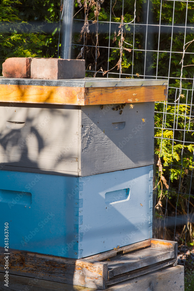 Honey bees return and leave the hive; Some bees return with pollen on ...