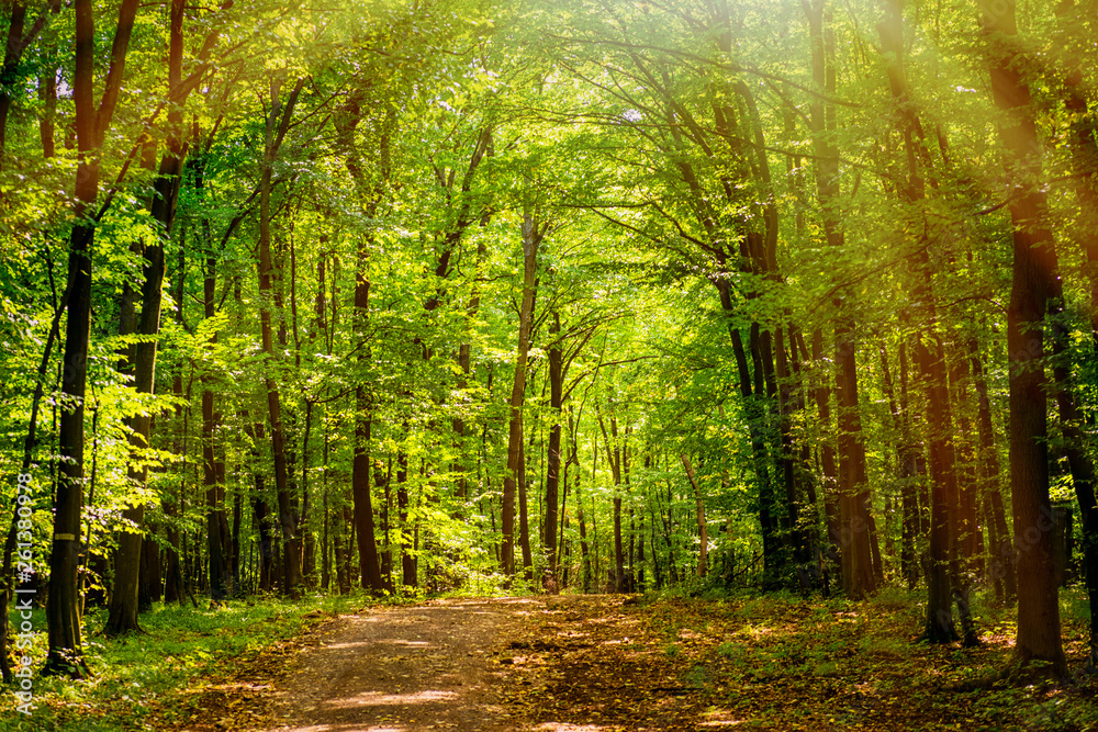 Green Forest Light