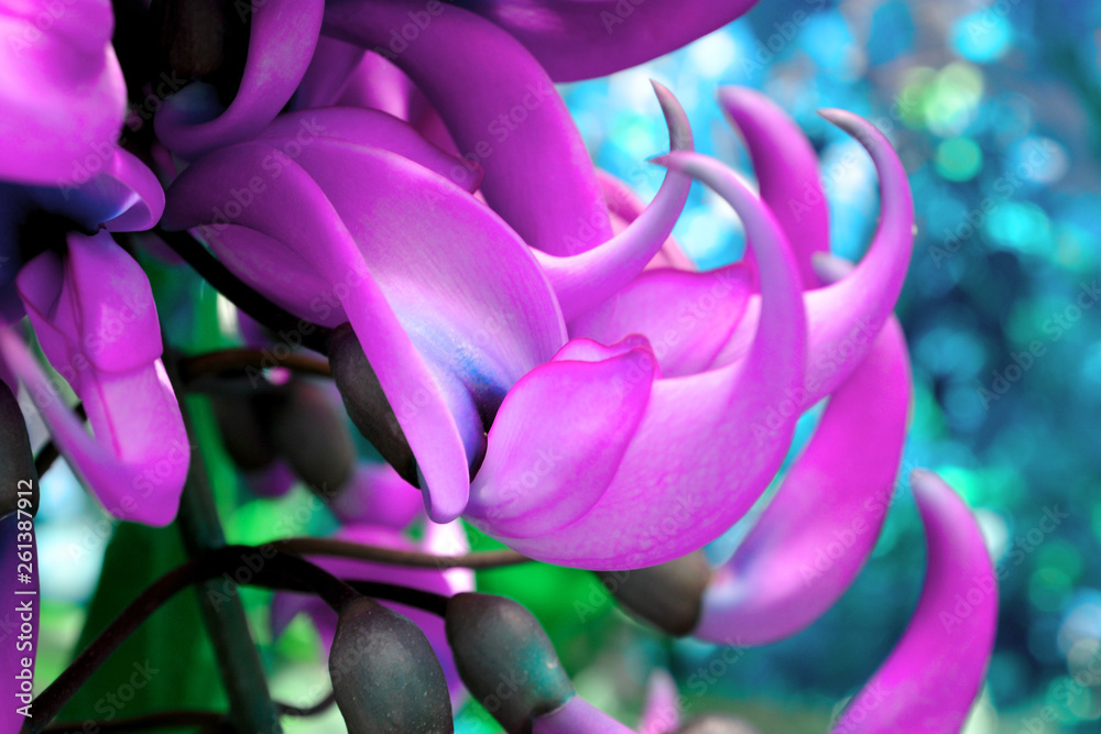 Exotic flower plant. Jade Vine Flower. Close up in coral pink tone in ...