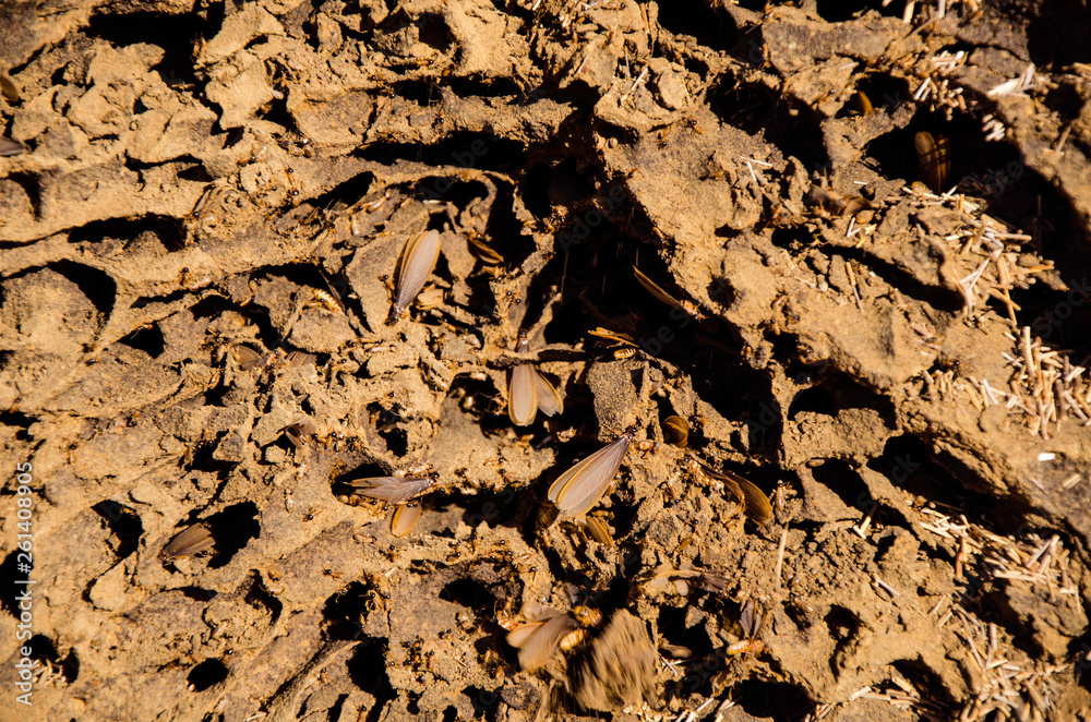 Fotografia do Stock: Inside a Termite mound, showing the Termites and ...