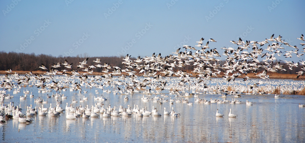 Snow geese migration. During spring migration, large flocks of snow ...