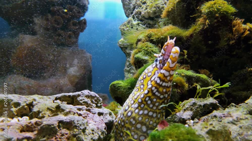 Moray eels or Muraenidae on seabed video. Footage of cave, wildlife ...