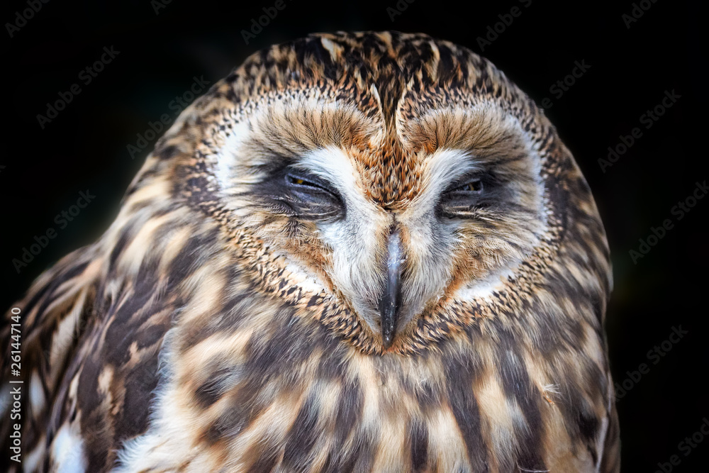 owl bird front portrait of animal closeup view isolated on black ...