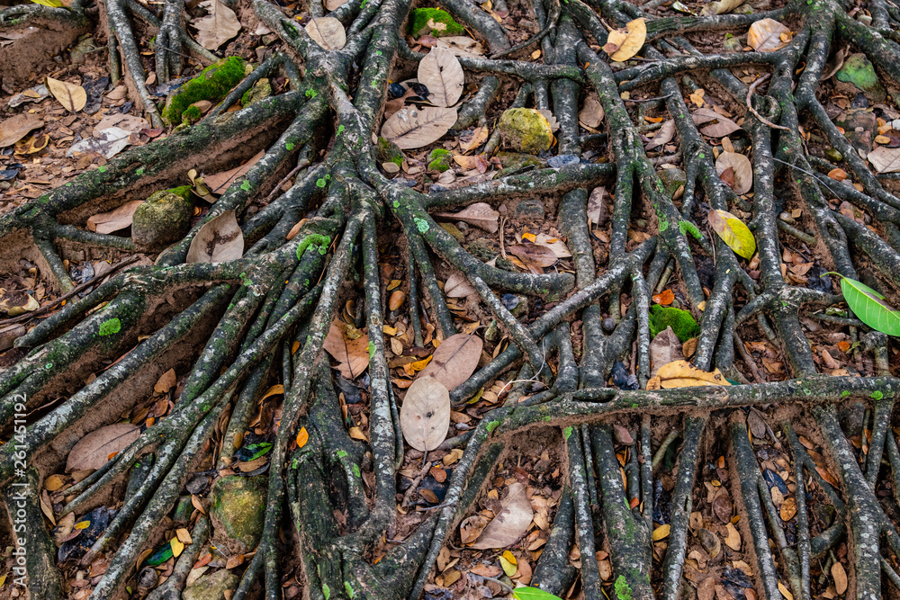 Giant root of Bothi tree Stock Photo | Adobe Stock