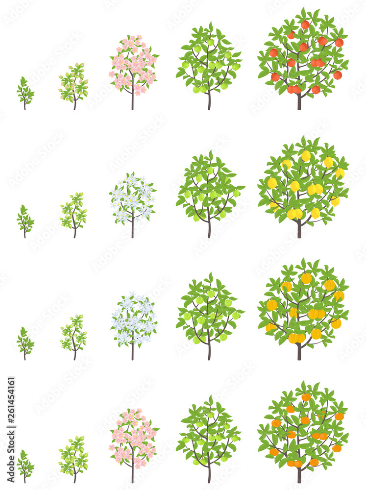 Fruit tree growth stages. Apple, peach and lemon mandarin increase ...