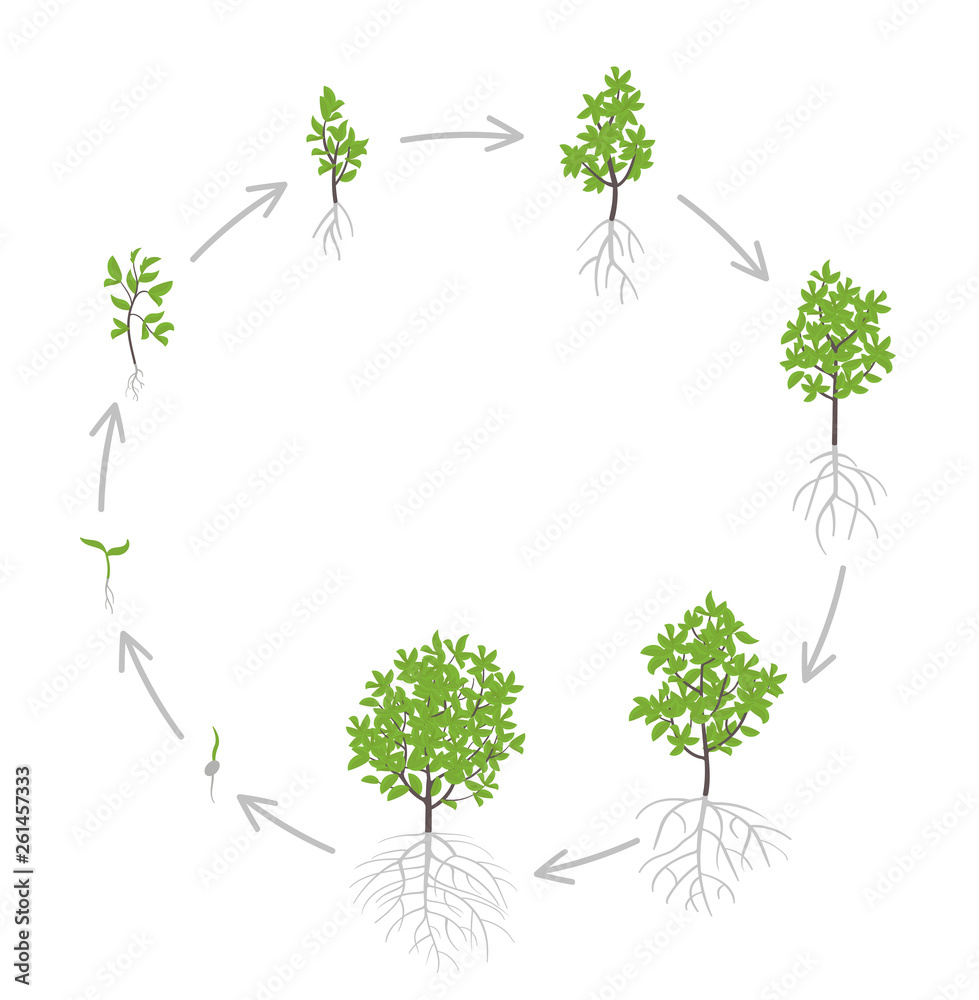 Tree growth stages. Vector illustration. Ripening period progression ...
