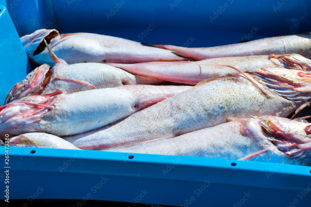 Blue plastic containers with catch of sea fish, ocean delicacies ...