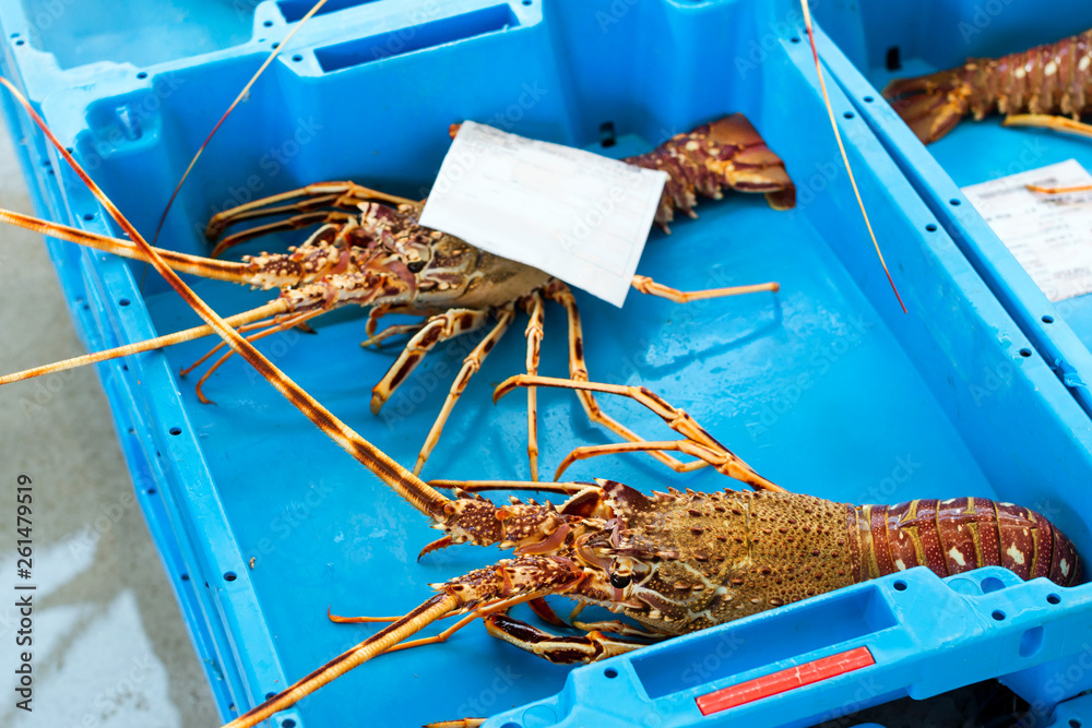 Blue plastic containers with catch of seafood, omar, lobster, crayfish ...
