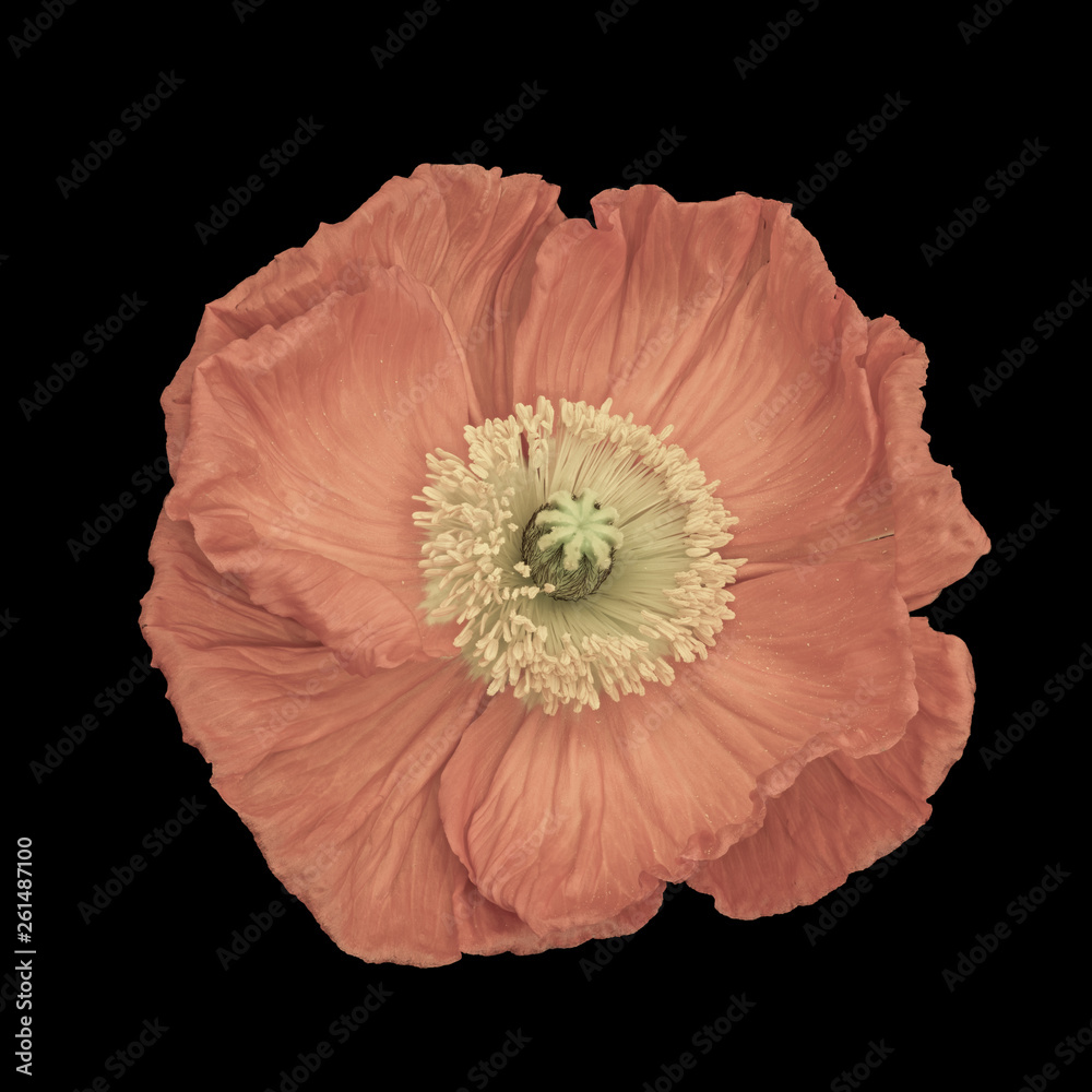 Floral fine art still life pastel color macro of a single isolated pink ...