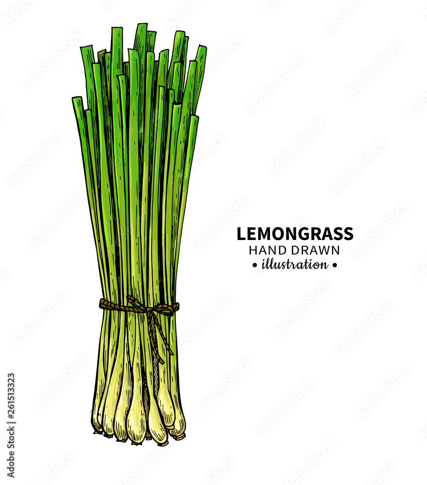 Lemongrass vector drawing. Isolated illustration of leaves. Organic ...