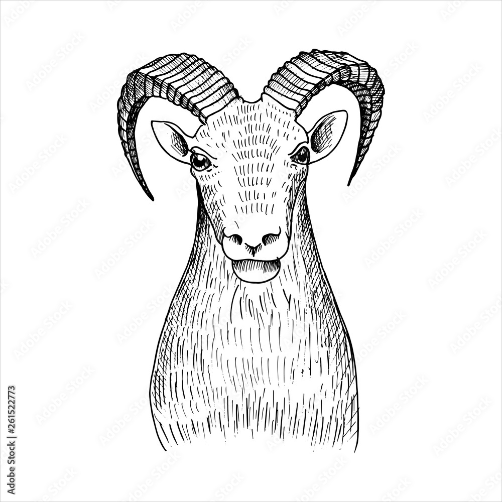 vector hand drawn head of mutton Stock Vector | Adobe Stock