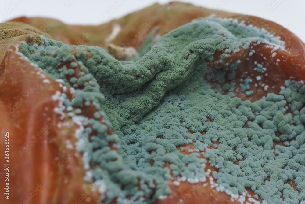 The texture of the mold on the apple. Apple with green mold. Fungus ...