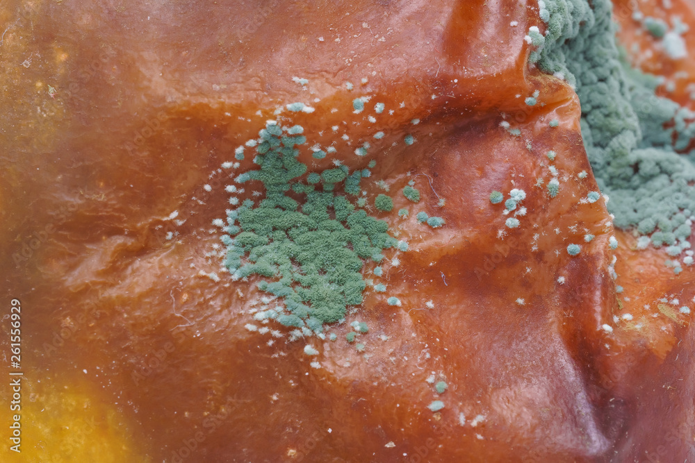 The texture of the mold on the apple. Apple with green mold. Fungus ...