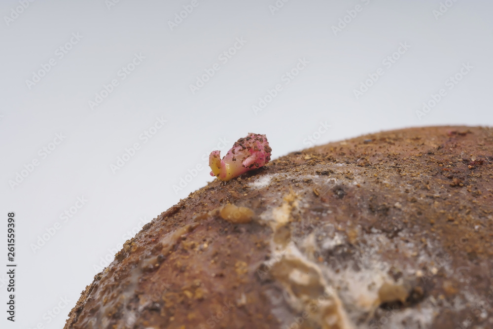 Fungus with molds on the surface of old potatoes. Spoiled potato tuber ...