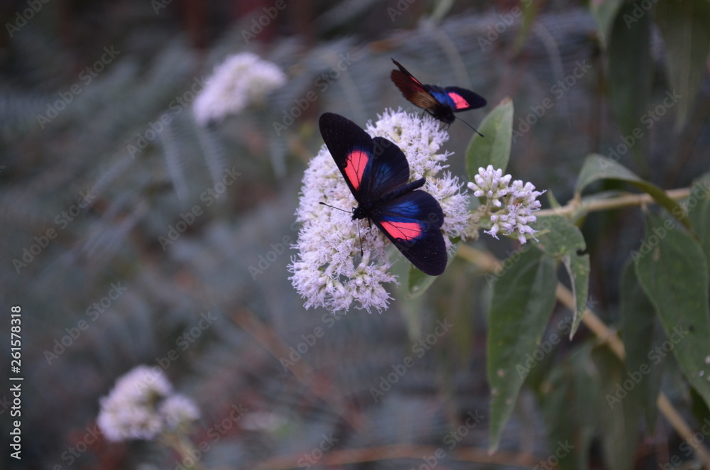 Mariposas posadas Stock Photo | Adobe Stock