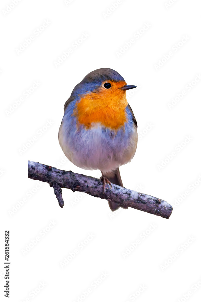 Robin White Background