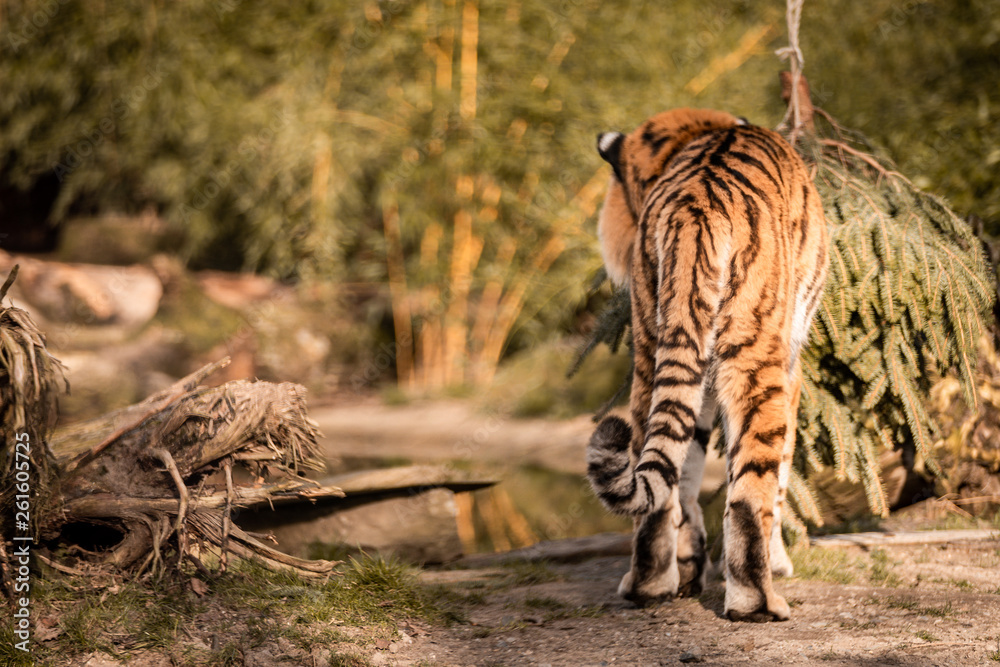 tiger, tier, katze, wild lebende tiere, wild, tierpark, felino, natur ...