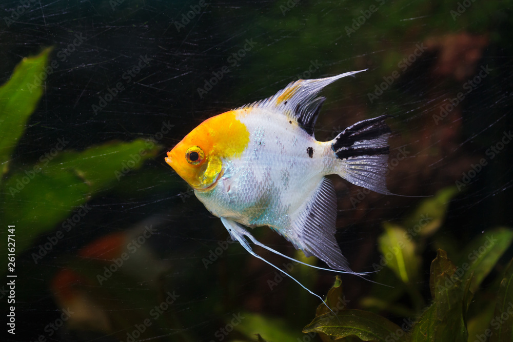 Angelfish (Pterophyllum scalare) Stock Photo | Adobe Stock