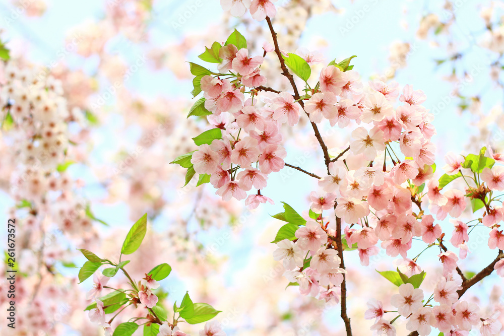 Pretty Spring Backgrounds