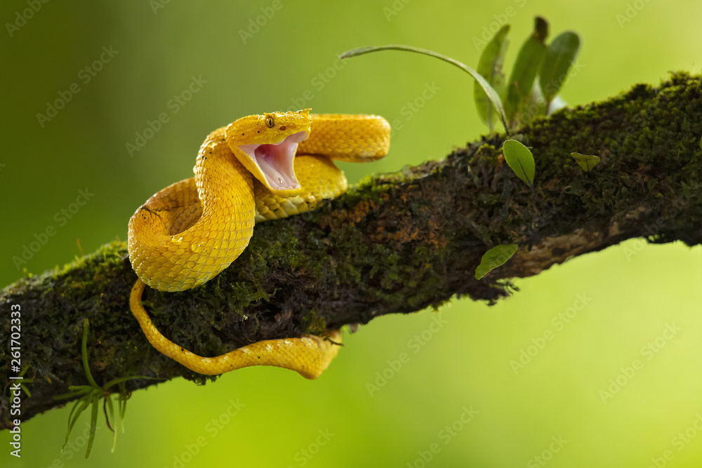 Bothriechis schlegelii, the eyelash viper, is a venomous pit viper ...