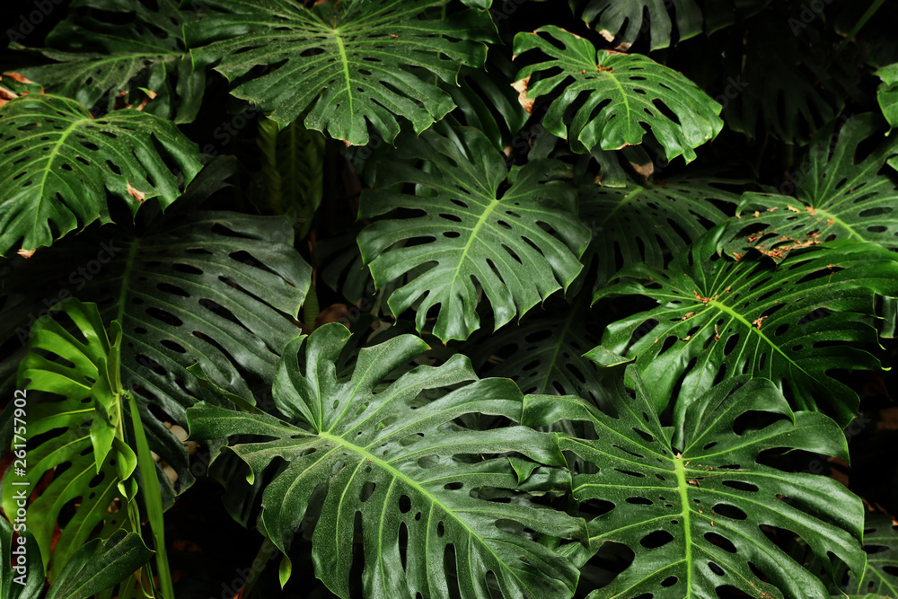 tropical monstera leaf texture, foliage nature green background. Stock ...