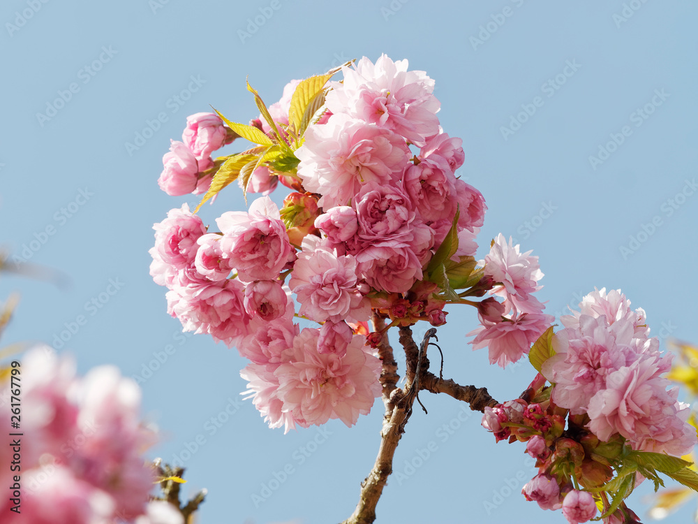 Cerisier à fleurs du japon 'Kanzan' (Prunus serrulata) à floraison ...
