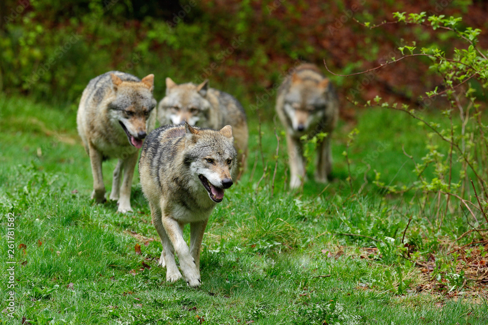 Gray Wolf Pack In Forest