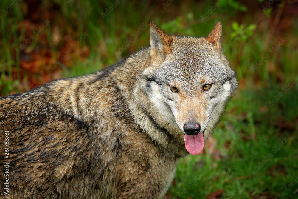 Gray Wolf Habitat Pictures