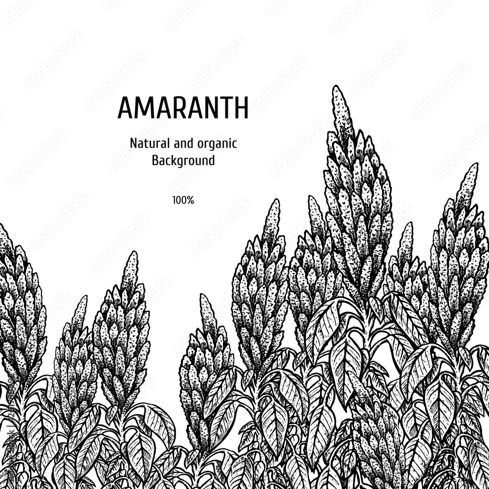 Hand drawn background with amaranth. Vintage vector sketch Stock Vector ...